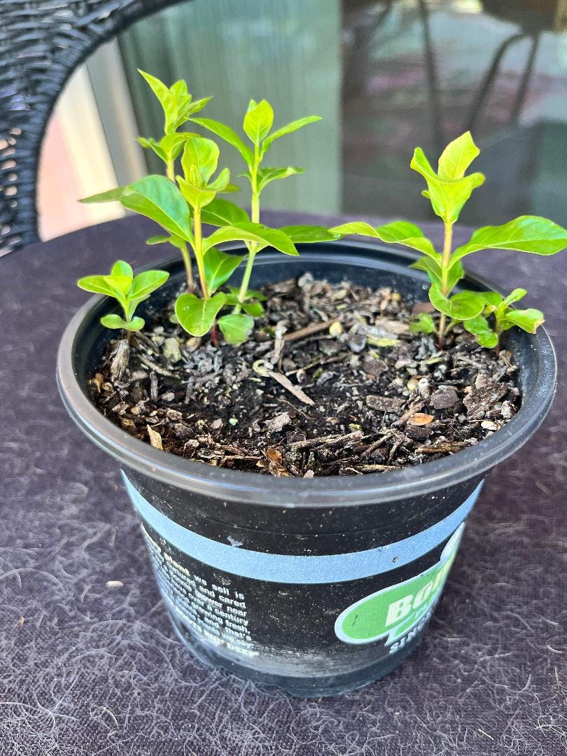 30+ Crape Myrtle Tree Seeds | (lagerstroemia) | Lythraceae | Vibrant ...