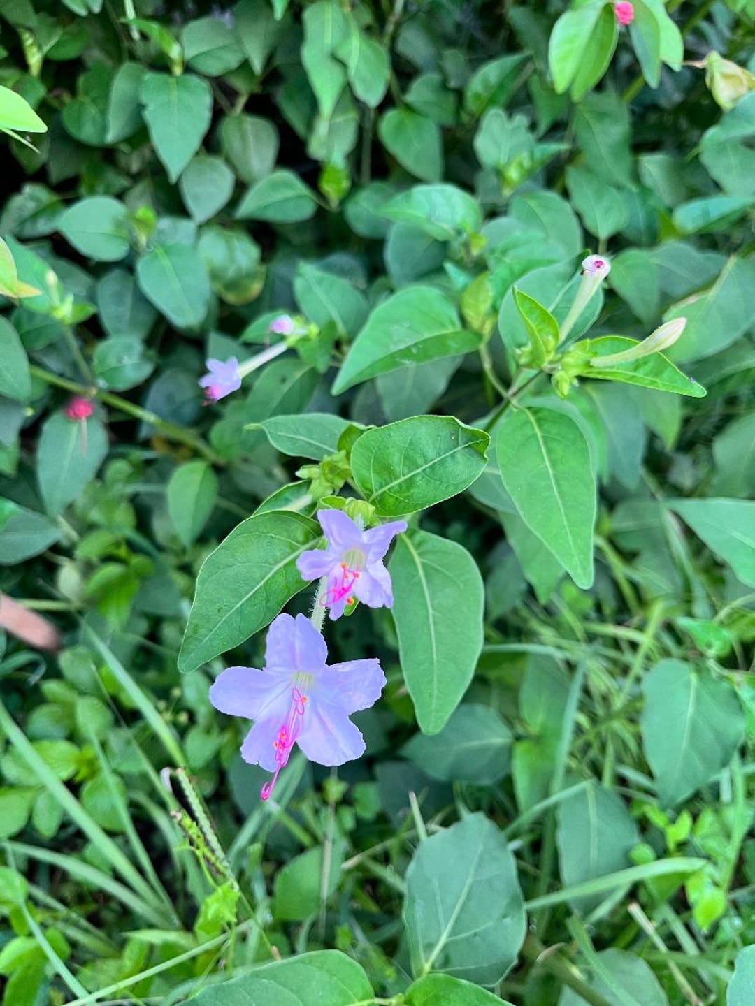 200 Seeds | Four O Clock | Mirabilis Jalapa | Elegant Evening Blooms in ...