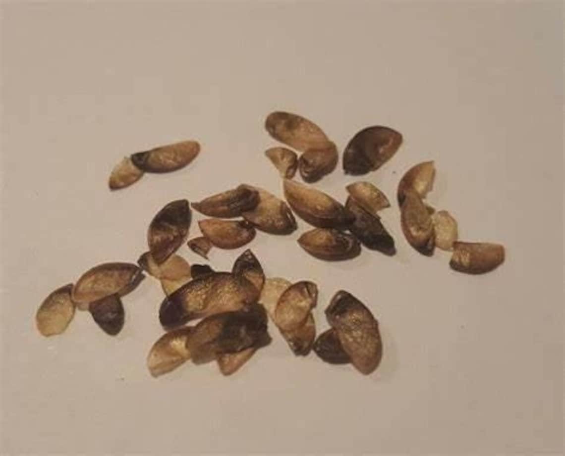 30+ Crape Myrtle Tree Seeds | (lagerstroemia) | Lythraceae | Vibrant ...