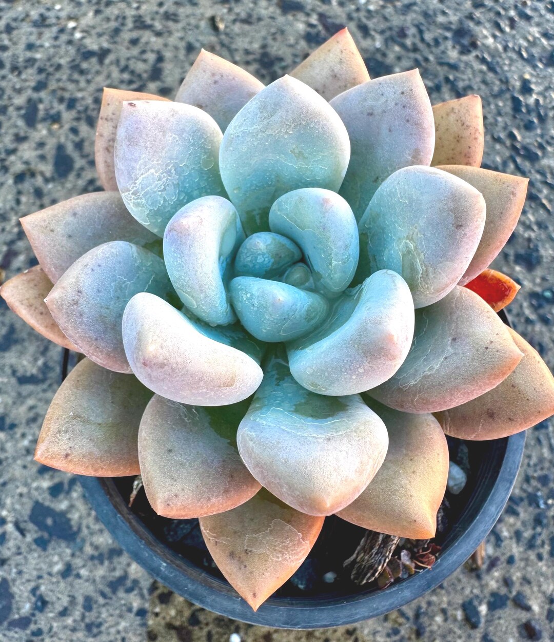 Graptoveria Opalina Succulents - Etsy Australia