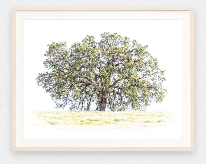Oak Tree Printable Oak Tree Photograph Oak Tree Art Oak - Etsy