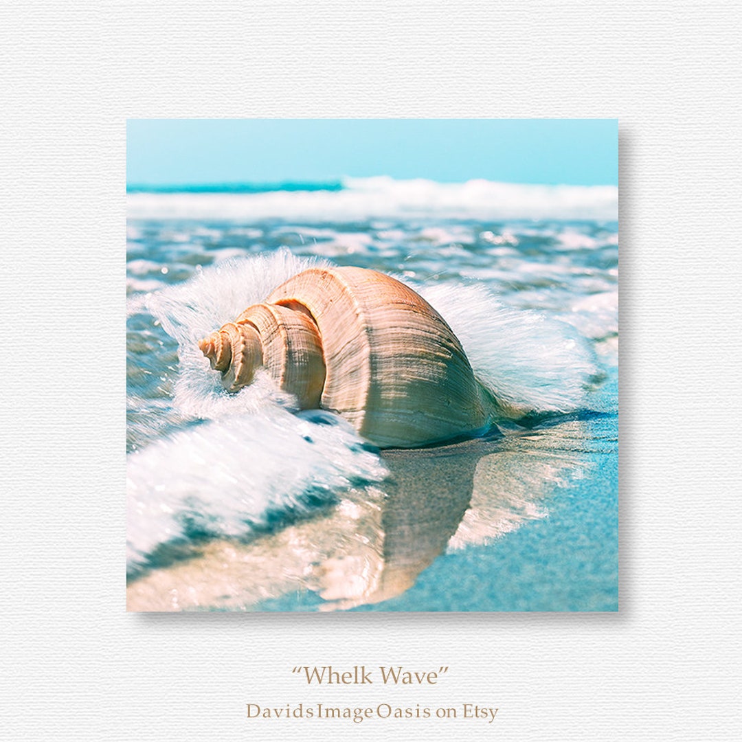 Seashell Photography, Sea Shell Photography, Seashell Photo, Sea Shell ...