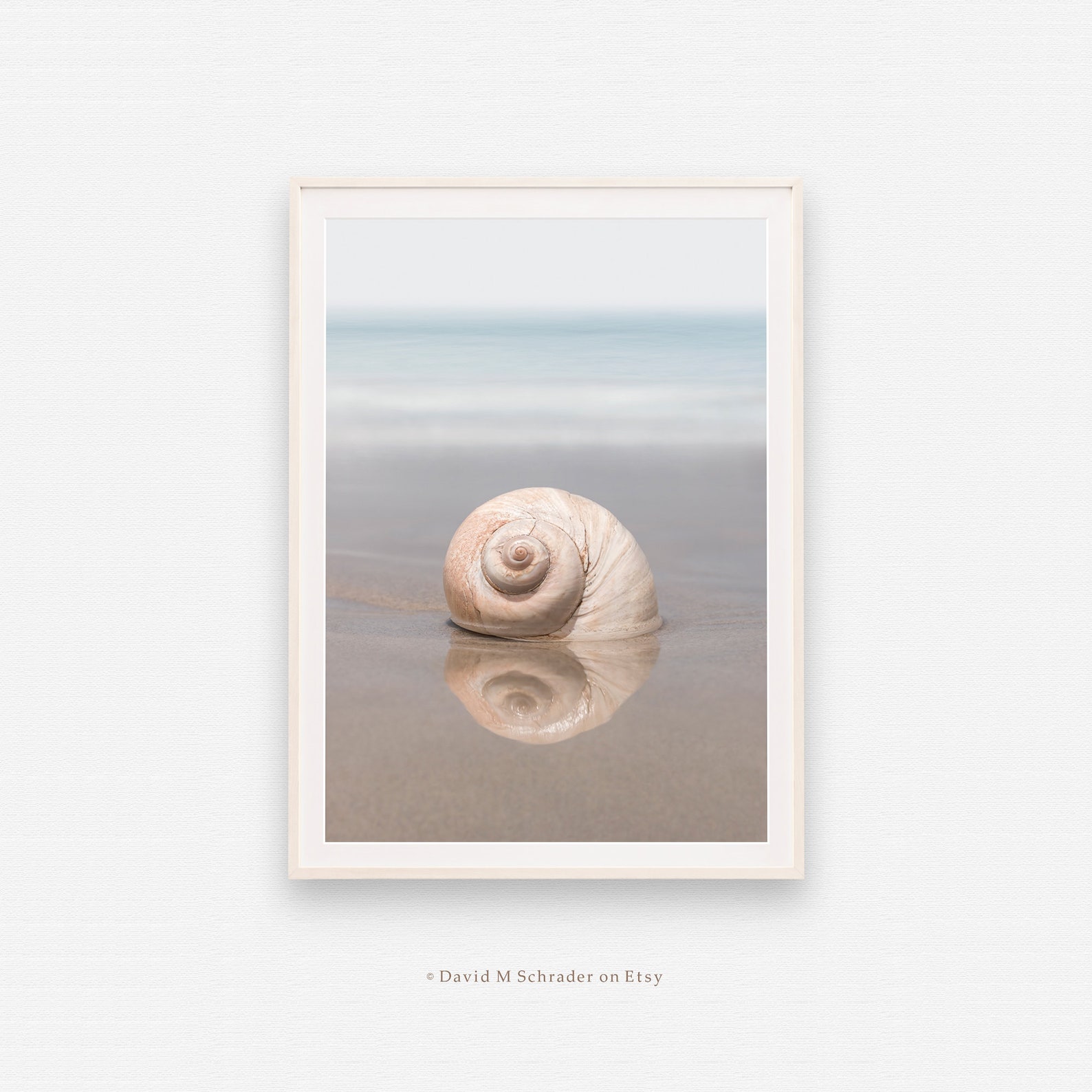 Seashell Printable Shell Print Seashell Photo Shell - Etsy