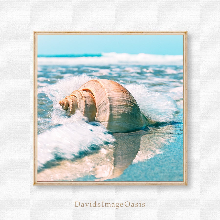 Seashell Photography, Sea Shell Photography, Seashell Photo, Sea Shell ...