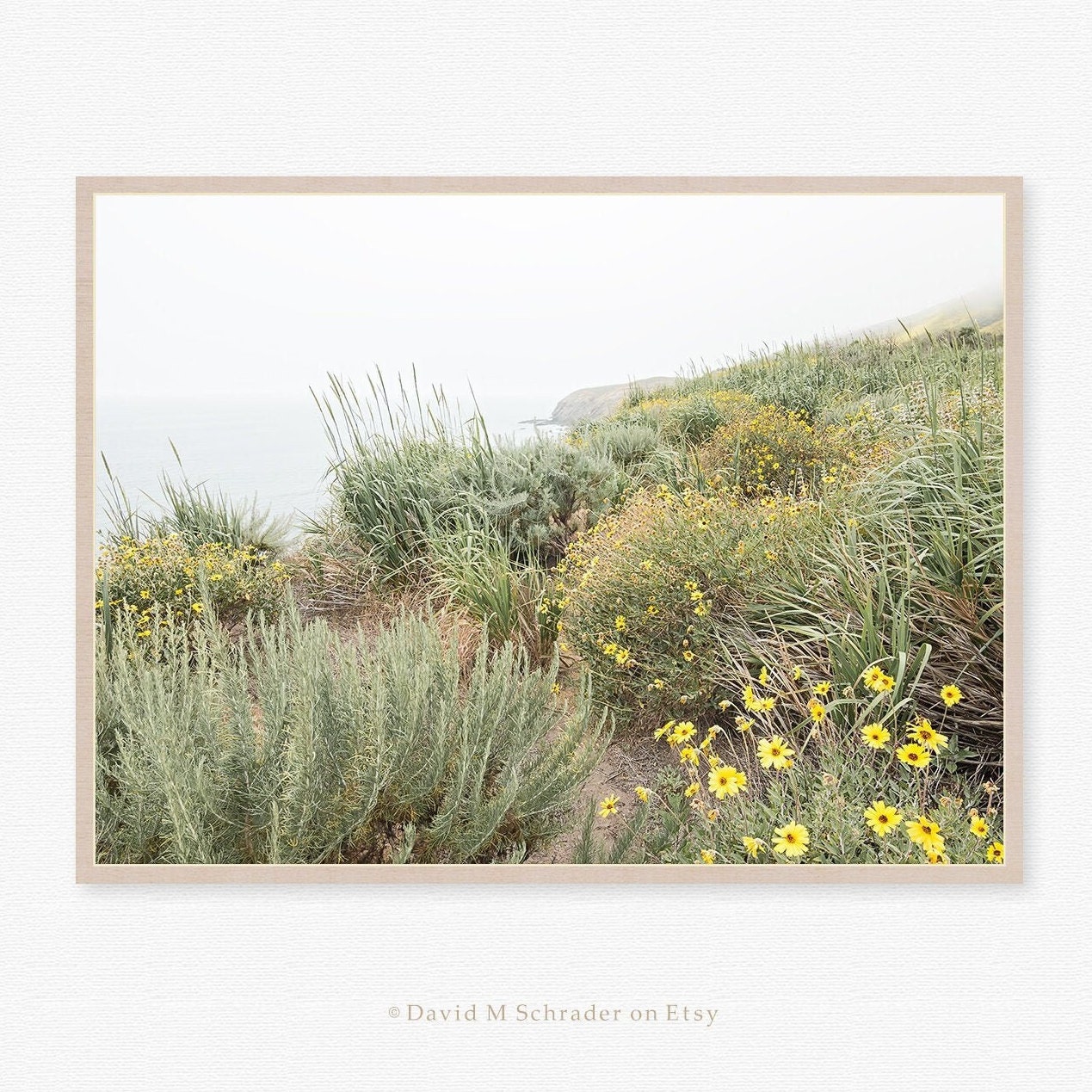California Flowers, Daisy Print, Coastal Flower Print, Botanical ...
