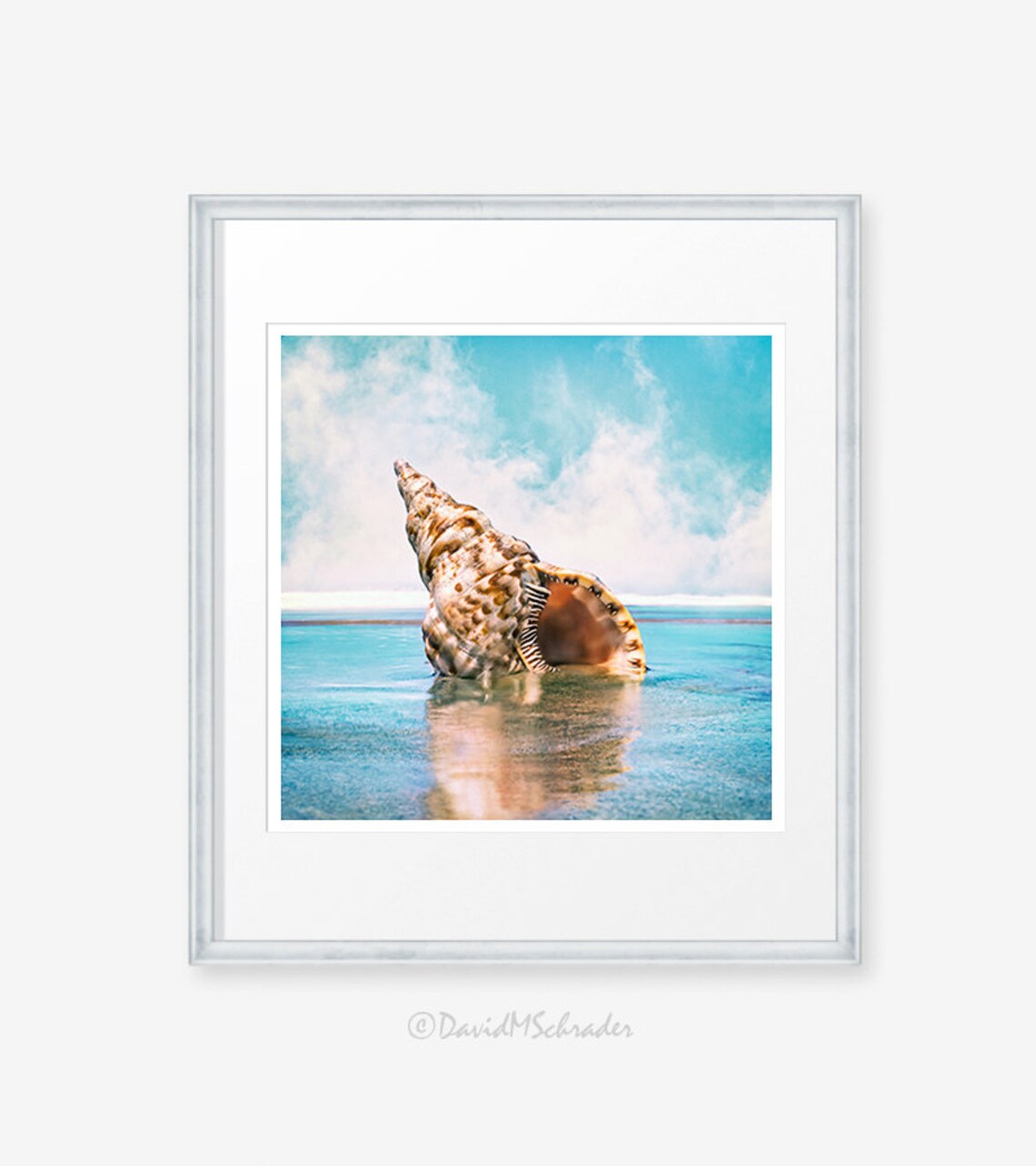 Seashell Photography Sea Shell Photography Seashell Photo - Etsy