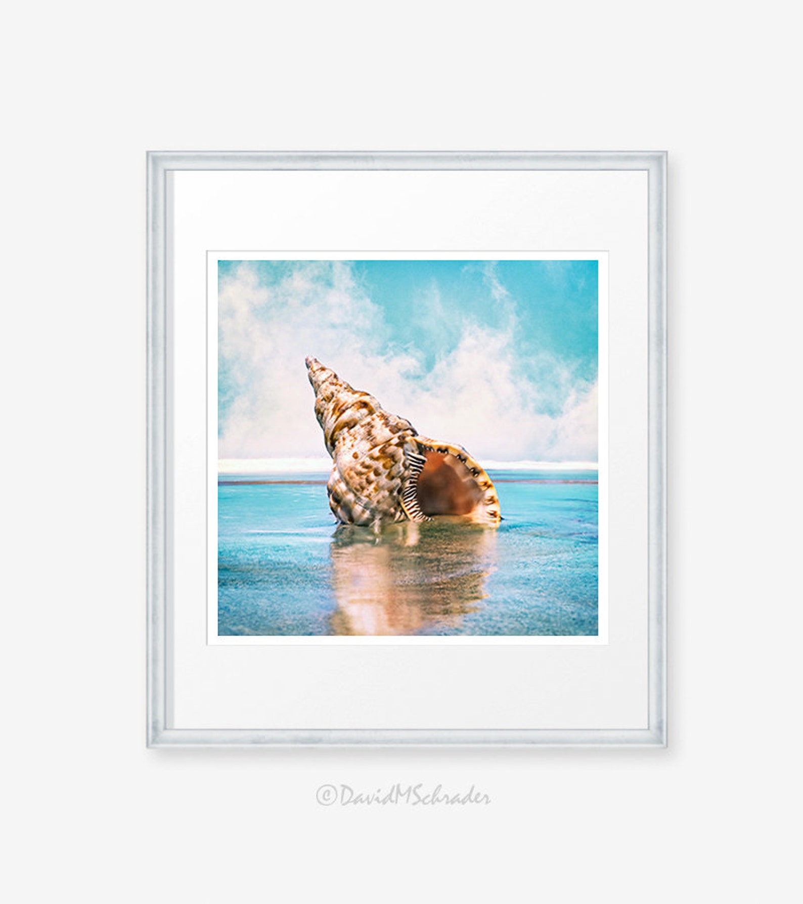 Seashell Photography Sea Shell Photography Seashell Photo - Etsy