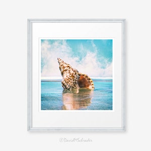 Seashell Photography, Sea Shell Photography, Seashell Photo, Sea Shell ...