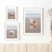 Set of 3 Shell Prints, Shell Print Set, Seashell Print Set, Shell ...
