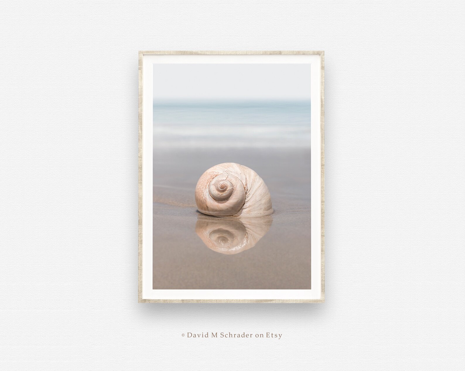 Set of 3 Shell Prints Shell Print Set Seashell Print Set - Etsy