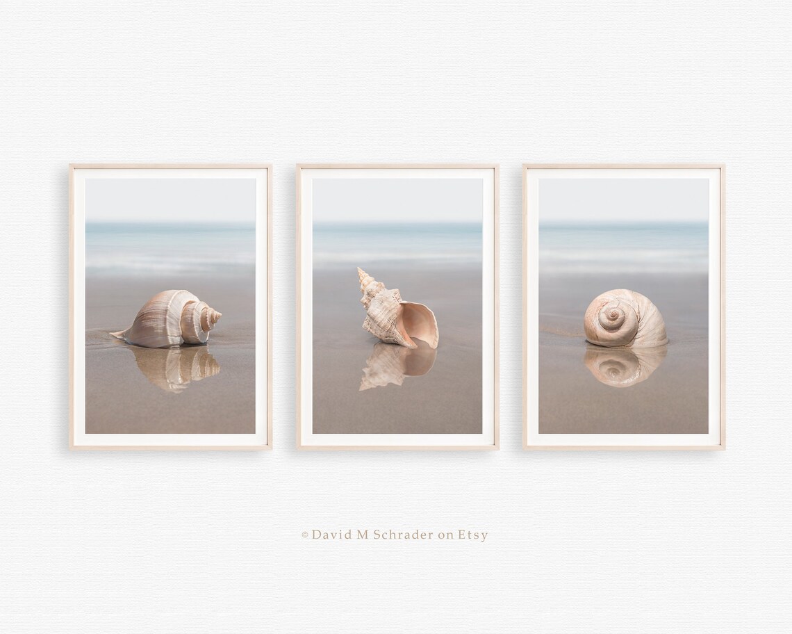 Set of 3 Shell Prints Shell Print Set Seashell Print Set - Etsy