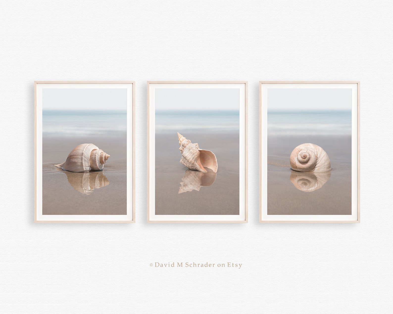 Set of 3 Shell Prints Shell Print Set Seashell Print Set - Etsy