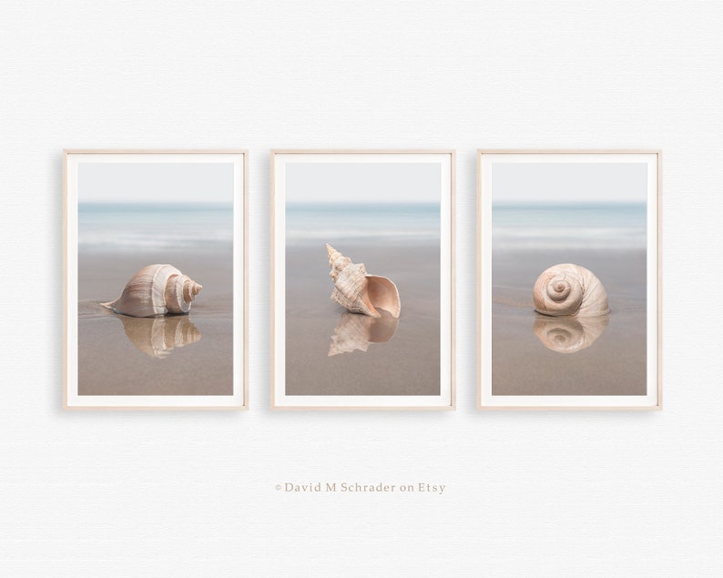 Set of 3 Shell Prints Shell Print Set Seashell Print Set - Etsy