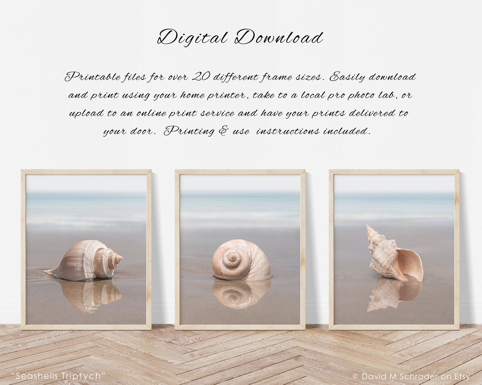 Set of 3 Shell Prints Shell Print Set Seashell Print Set - Etsy