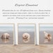 Set of 3 Shell Prints, Shell Print Set, Seashell Print Set, Shell ...