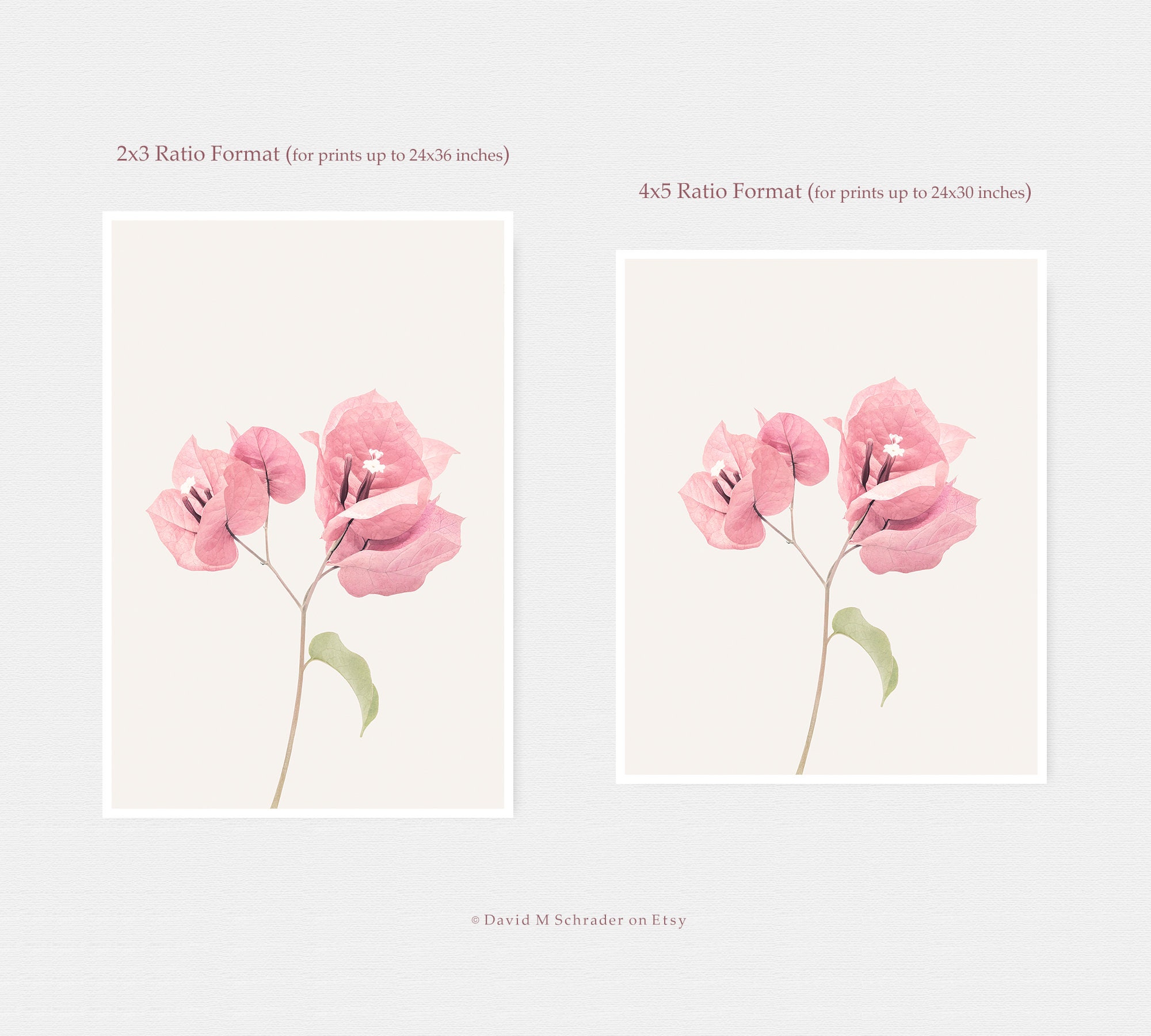Pink Flower Print, Red Flower Printable, Pink Bougainvillea ...
