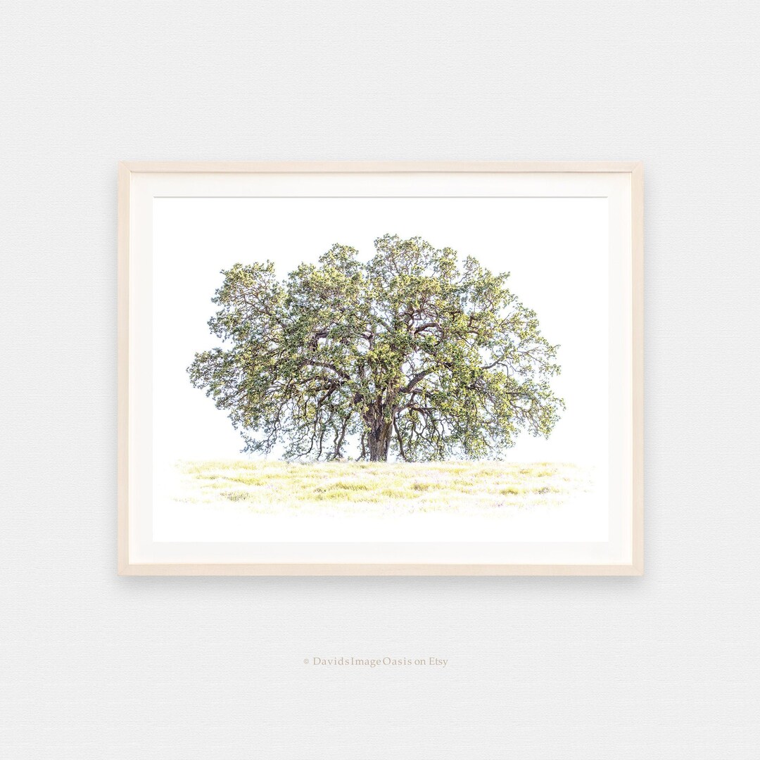 Oak Tree Printable, Oak Tree Photograph, Oak Tree Art, Oak Tree Print ...