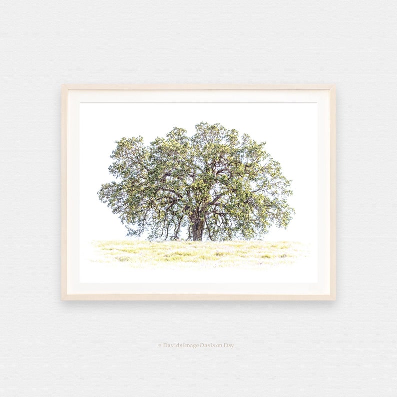 Oak Tree Printable, Oak Tree Photograph, Oak Tree Art, Oak Tree Print ...