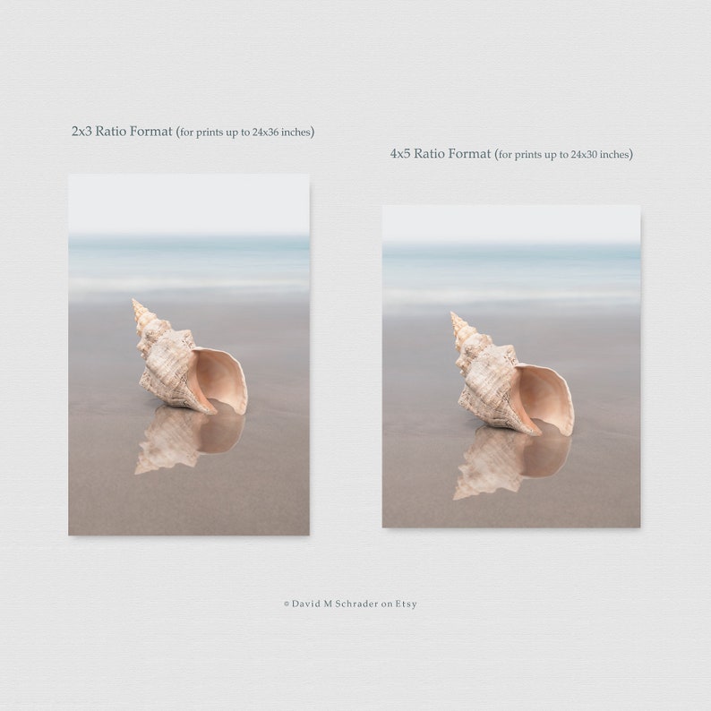 Conch Shell Print Seashell Printable Shell Print Seashell | Etsy