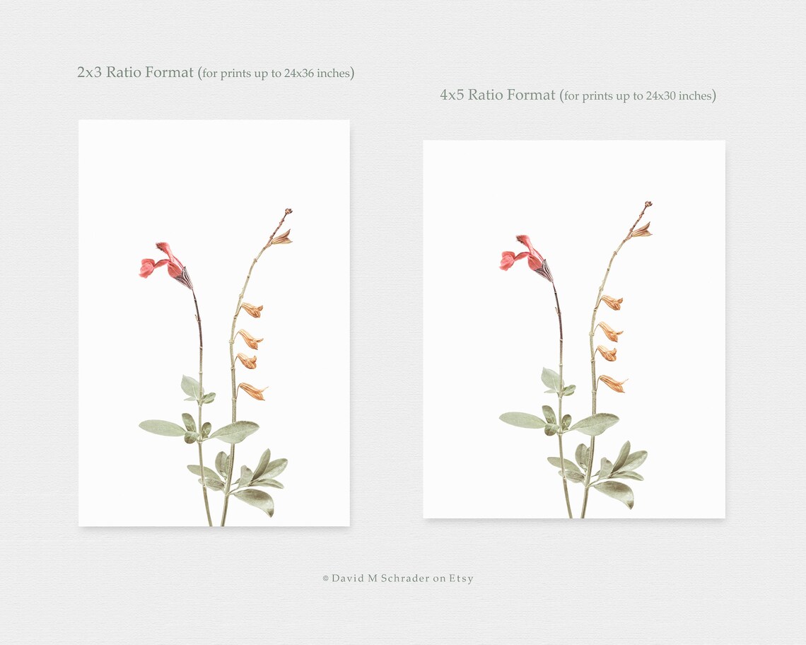 Set of 3 Red Flower Prints Red Flower Triptych Botanical - Etsy