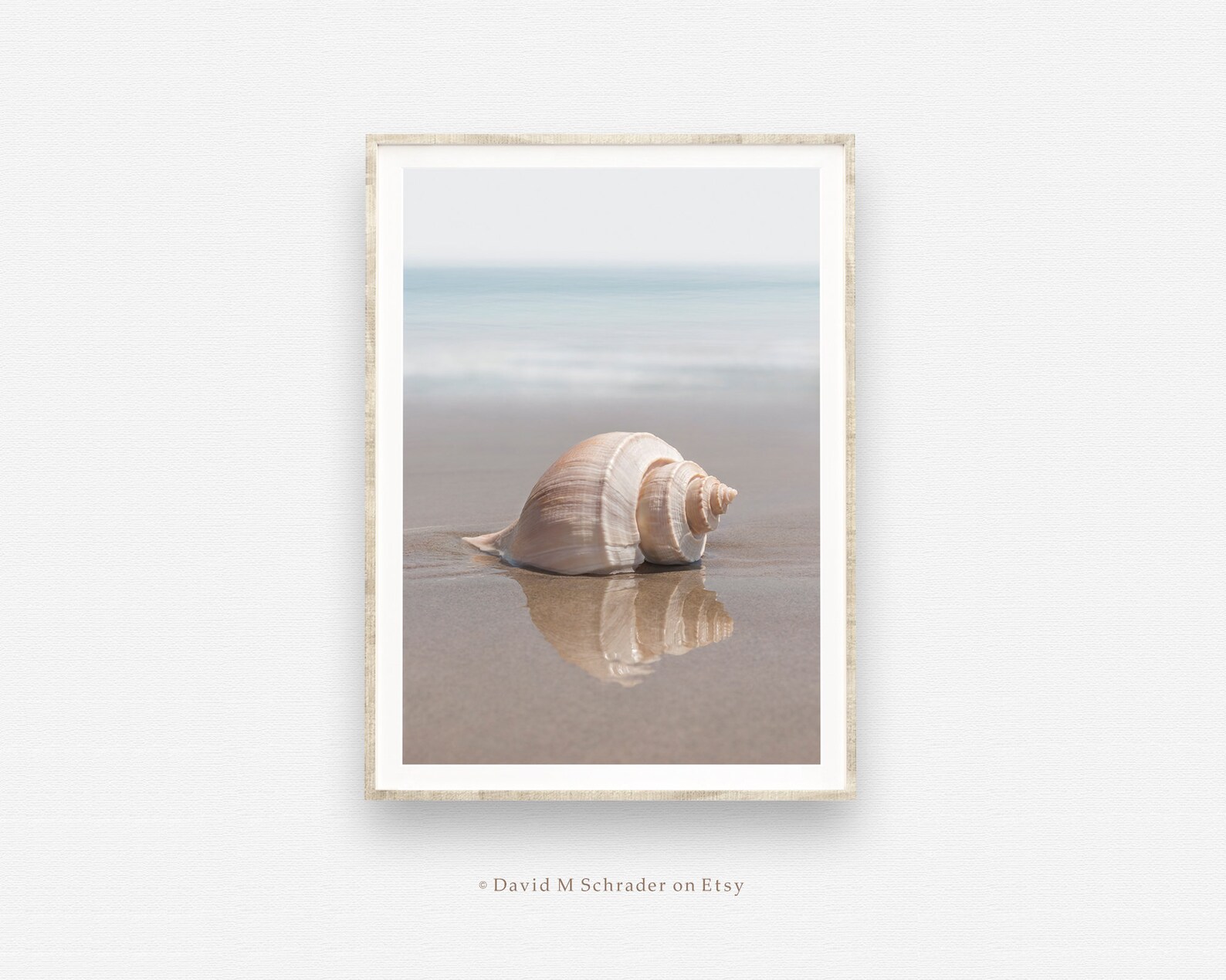 Set of 3 Shell Prints Shell Print Set Seashell Print Set - Etsy