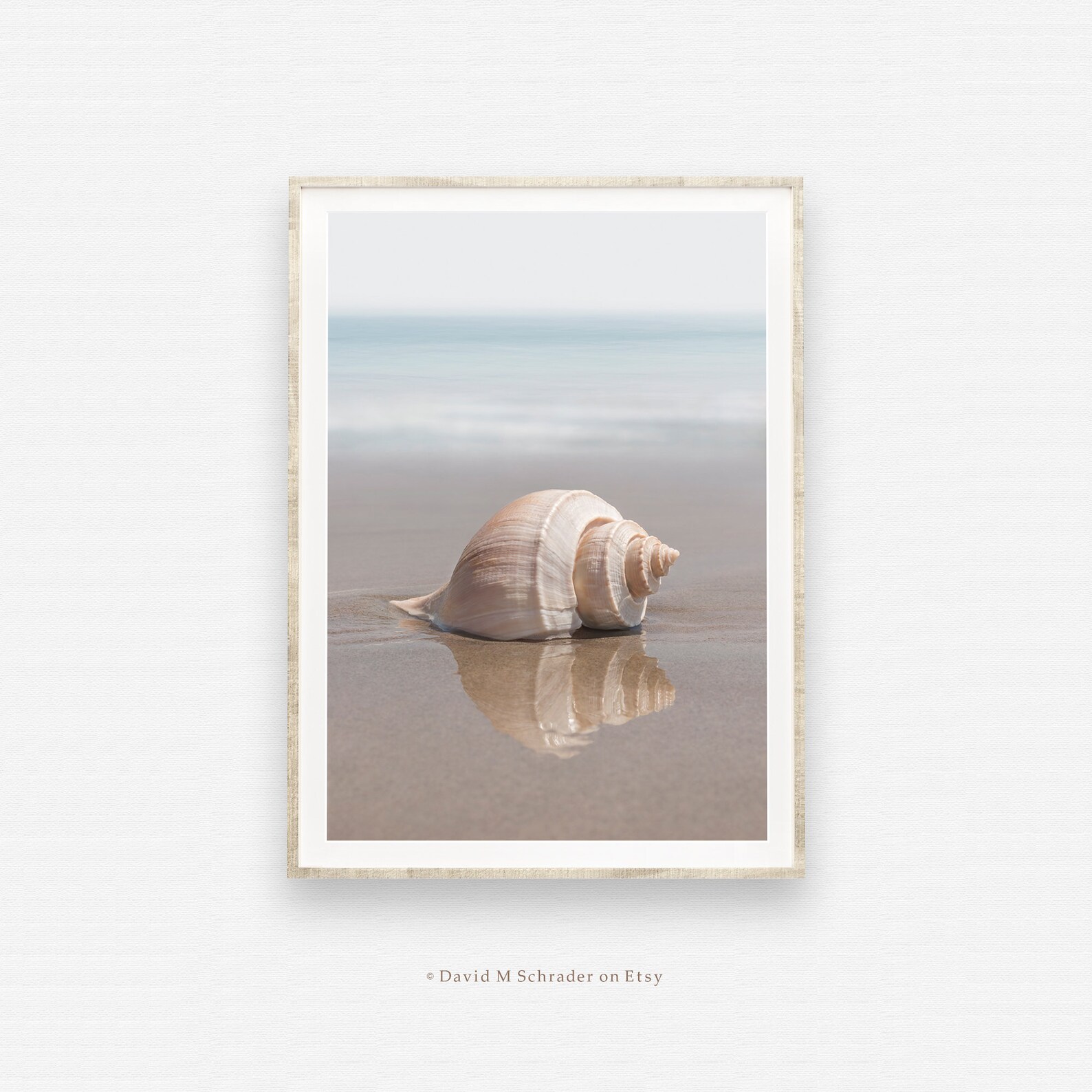 Whelk Shell Print Seashell Print Ocean Decor Wall Art - Etsy