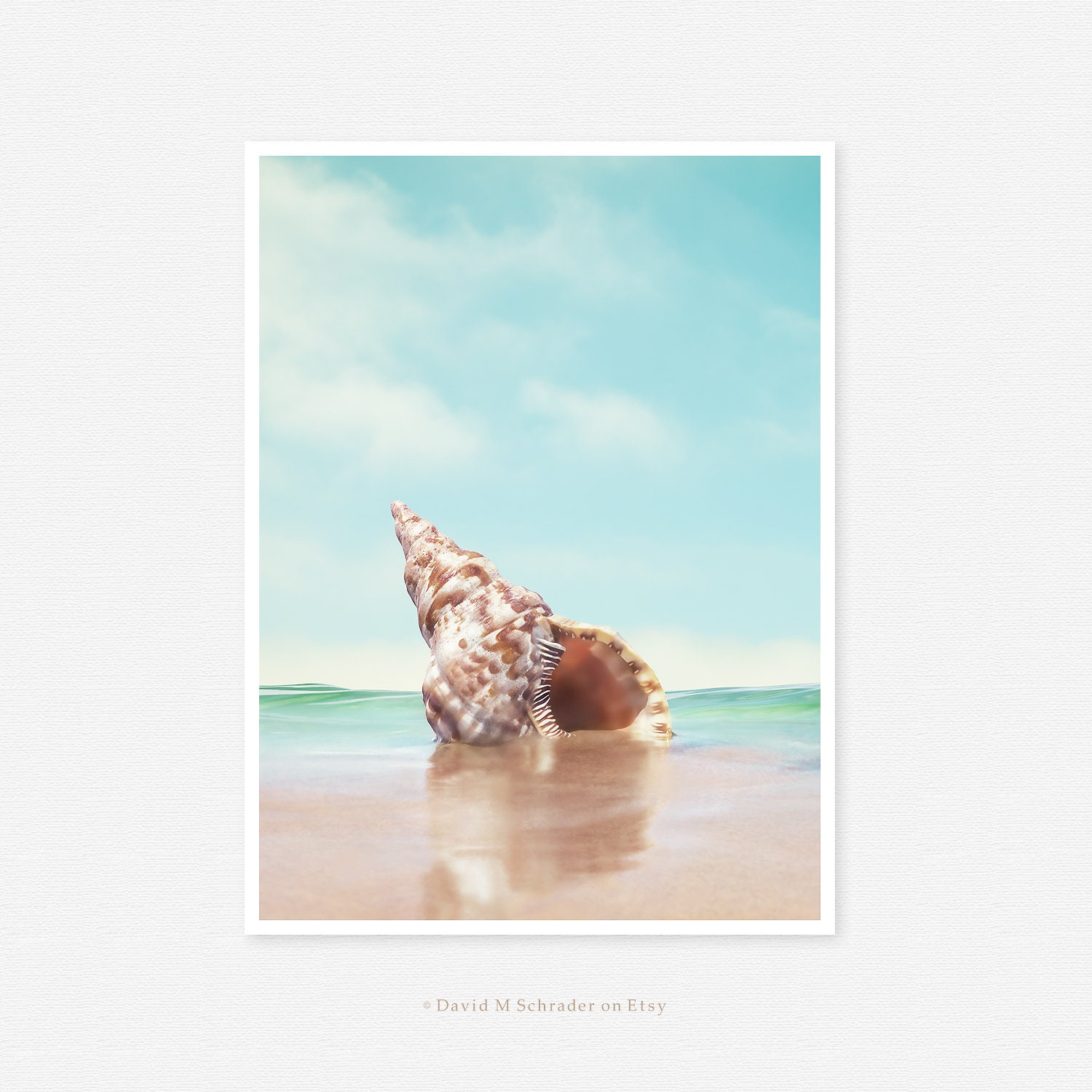 Sea Shell Print, Seashell Print, Shell Photography, Ocean Wall Decor ...