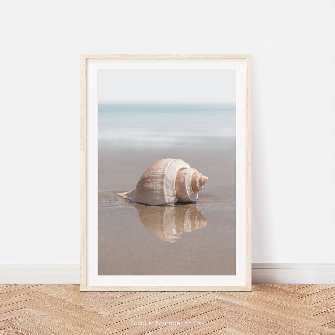 Whelk Shell Print, Seashell Print, Ocean Decor Wall Art, Seashell Photo ...