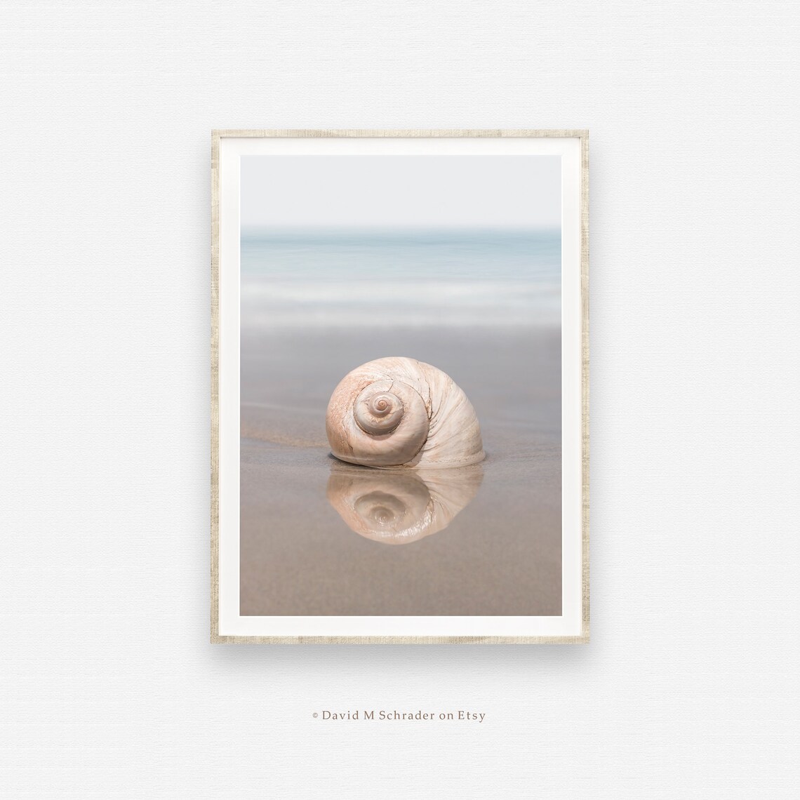 Seashell Printable Shell Print Seashell Photo Shell - Etsy
