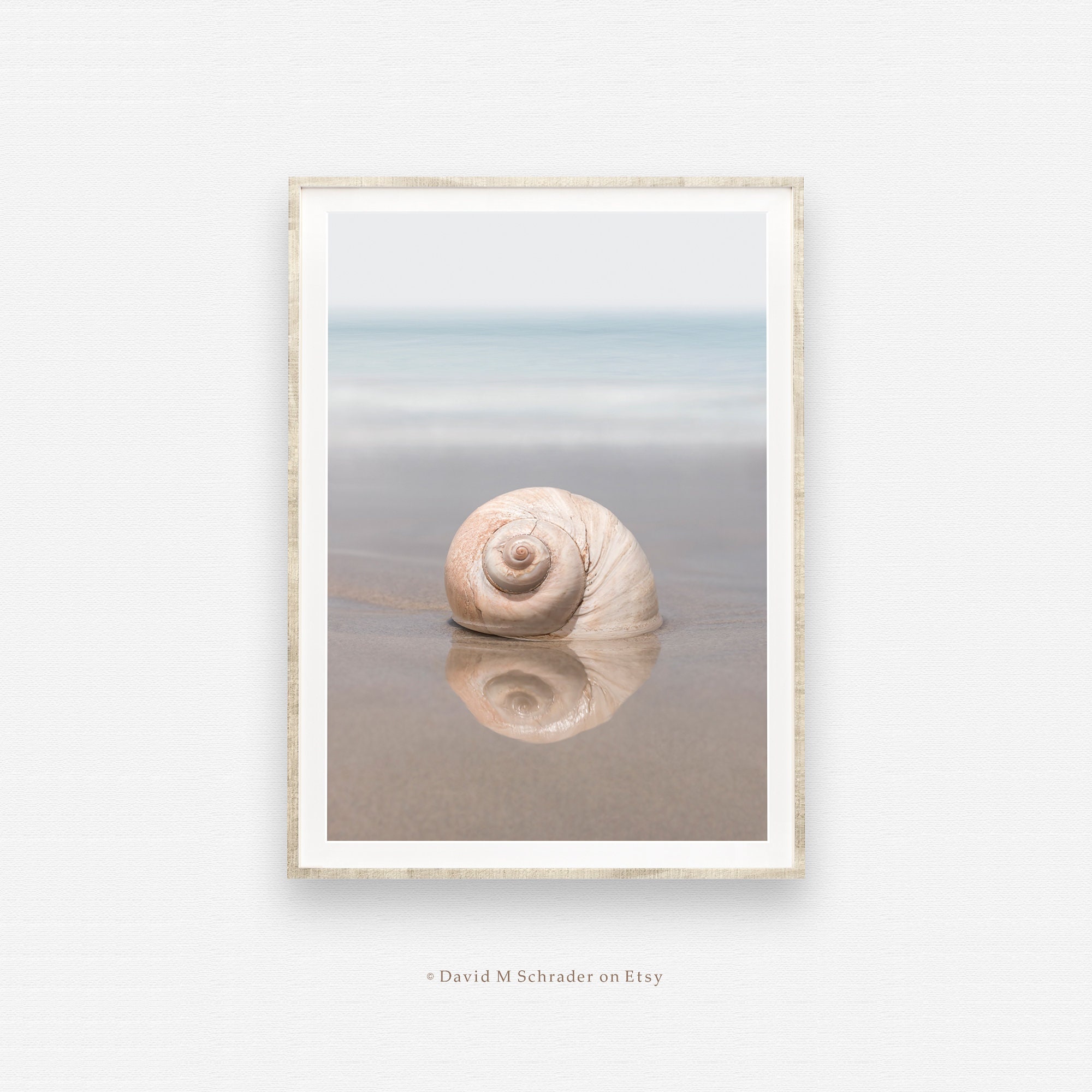 Seashell Printable, Shell Print, Seashell Photo, Shell Photograph ...