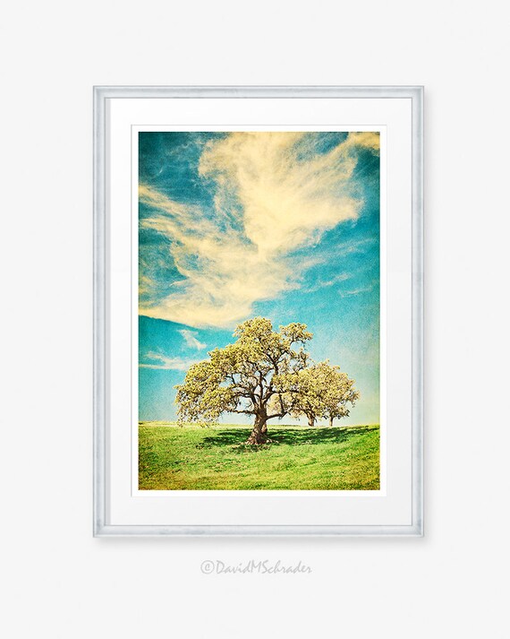 Oak Tree Photo Oak Tree Photograph Oak Tree Print Vintage - Etsy