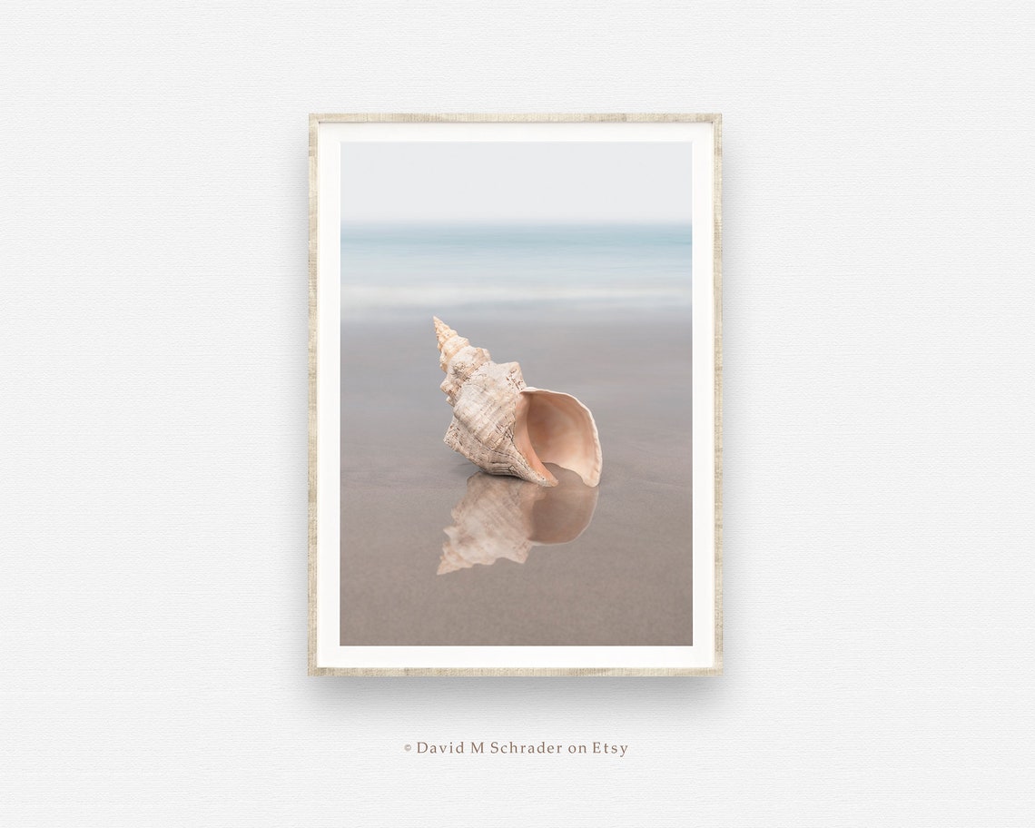 Set of 3 Shell Prints Shell Print Set Seashell Print Set - Etsy