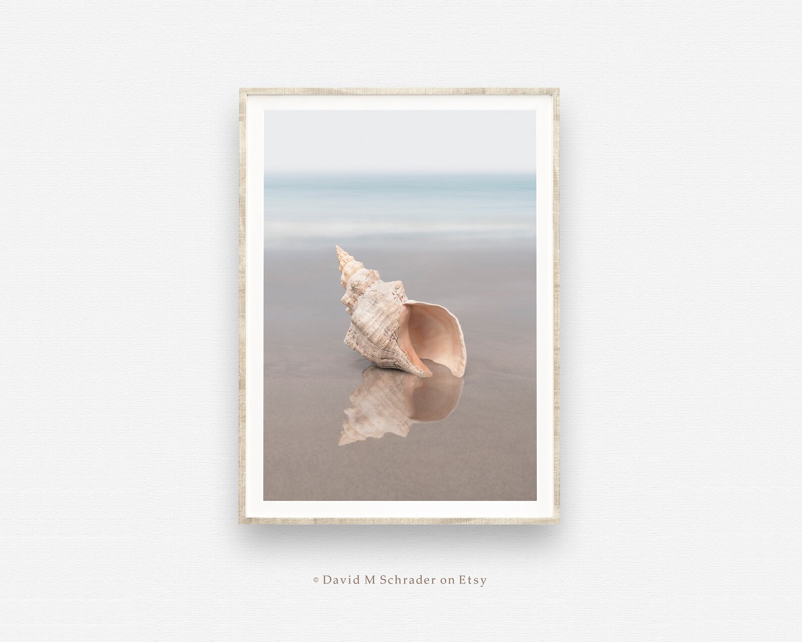 Set of 3 Shell Prints Shell Print Set Seashell Print Set - Etsy