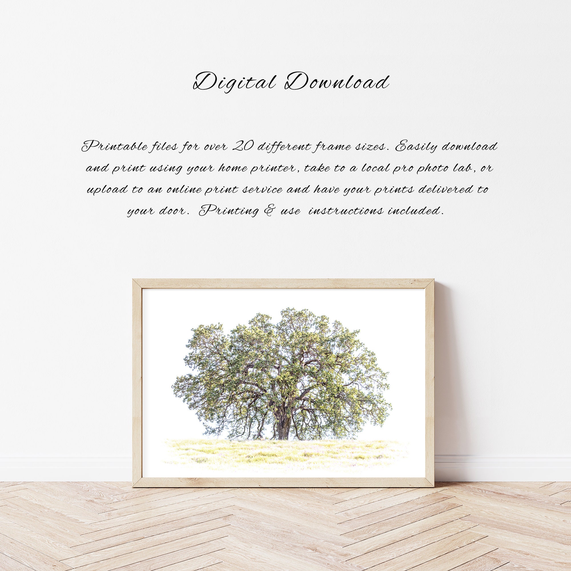 Oak Tree Printable, Oak Tree Photograph, Oak Tree Art, Oak Tree Print ...
