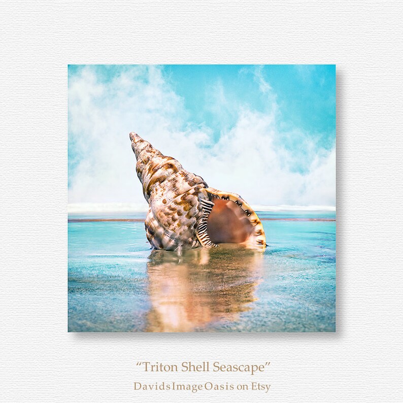 Seashell Photography Sea Shell Photography Seashell Photo - Etsy