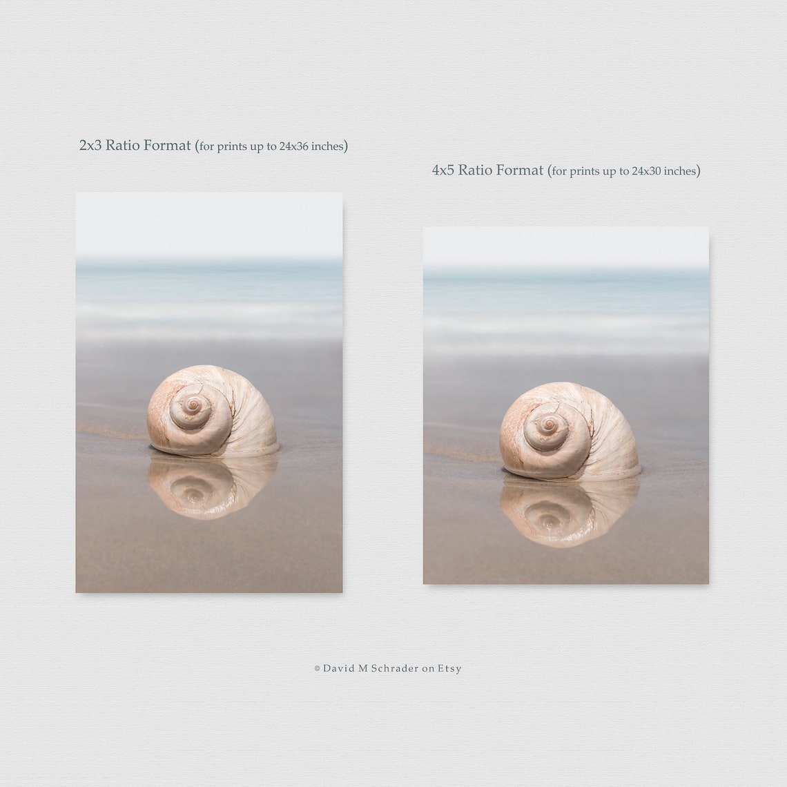 Seashell Printable Shell Print Seashell Photo Shell - Etsy