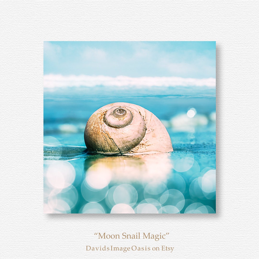 Seashell, Seashell Art, Seashell Print, Seashell Photo, Moon Snail, Sea ...