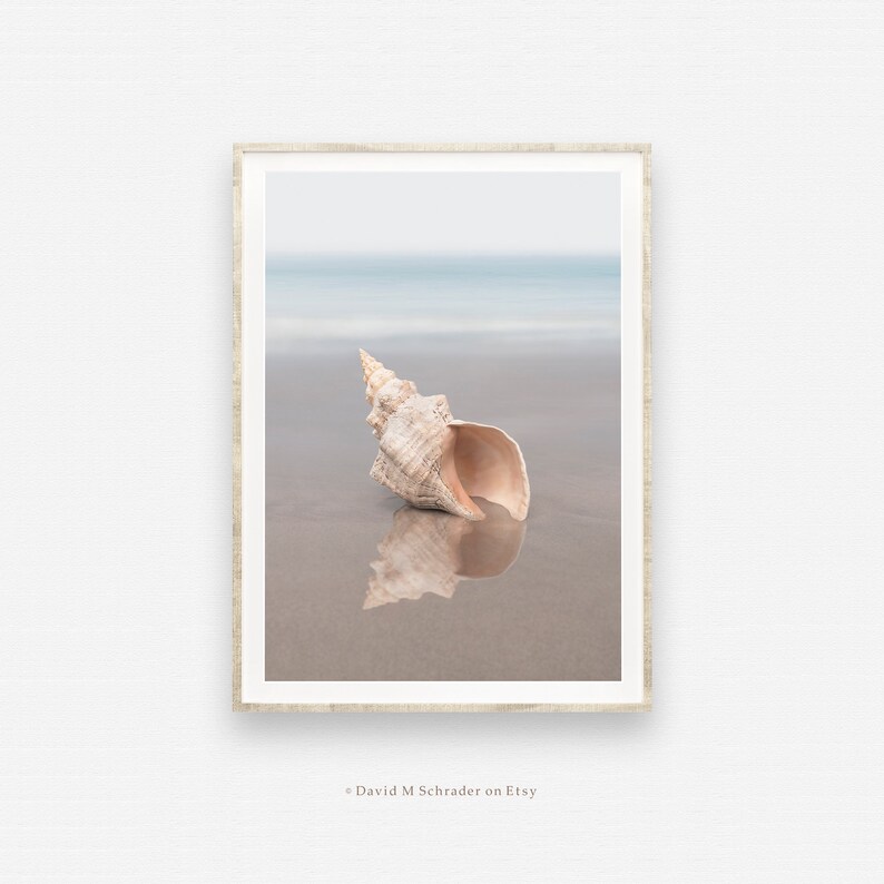 Conch Shell Print Seashell Printable Shell Print Seashell | Etsy