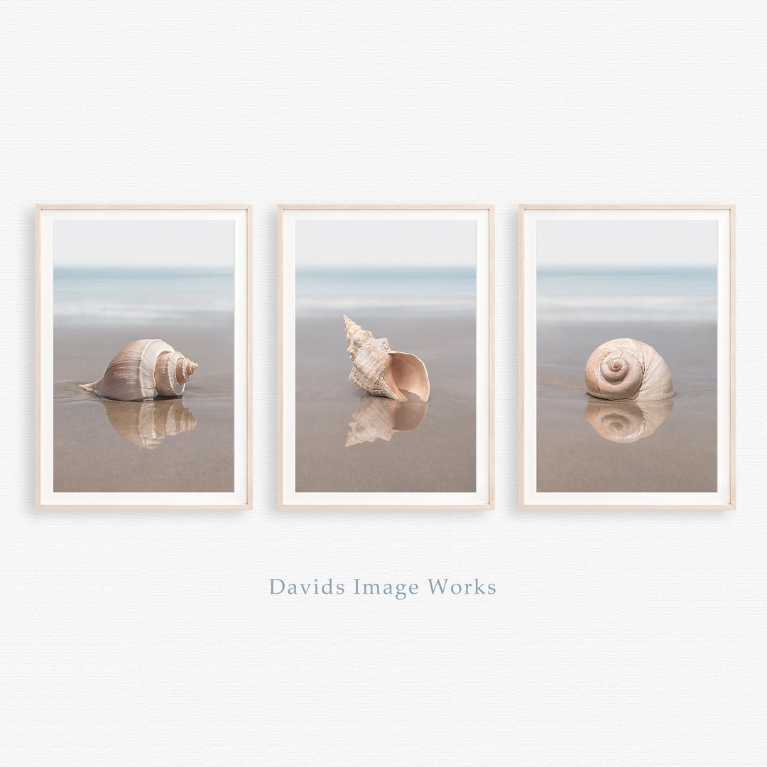 Set of 3 Shell Prints, Shell Print Set, Seashell Print Set, Shell ...