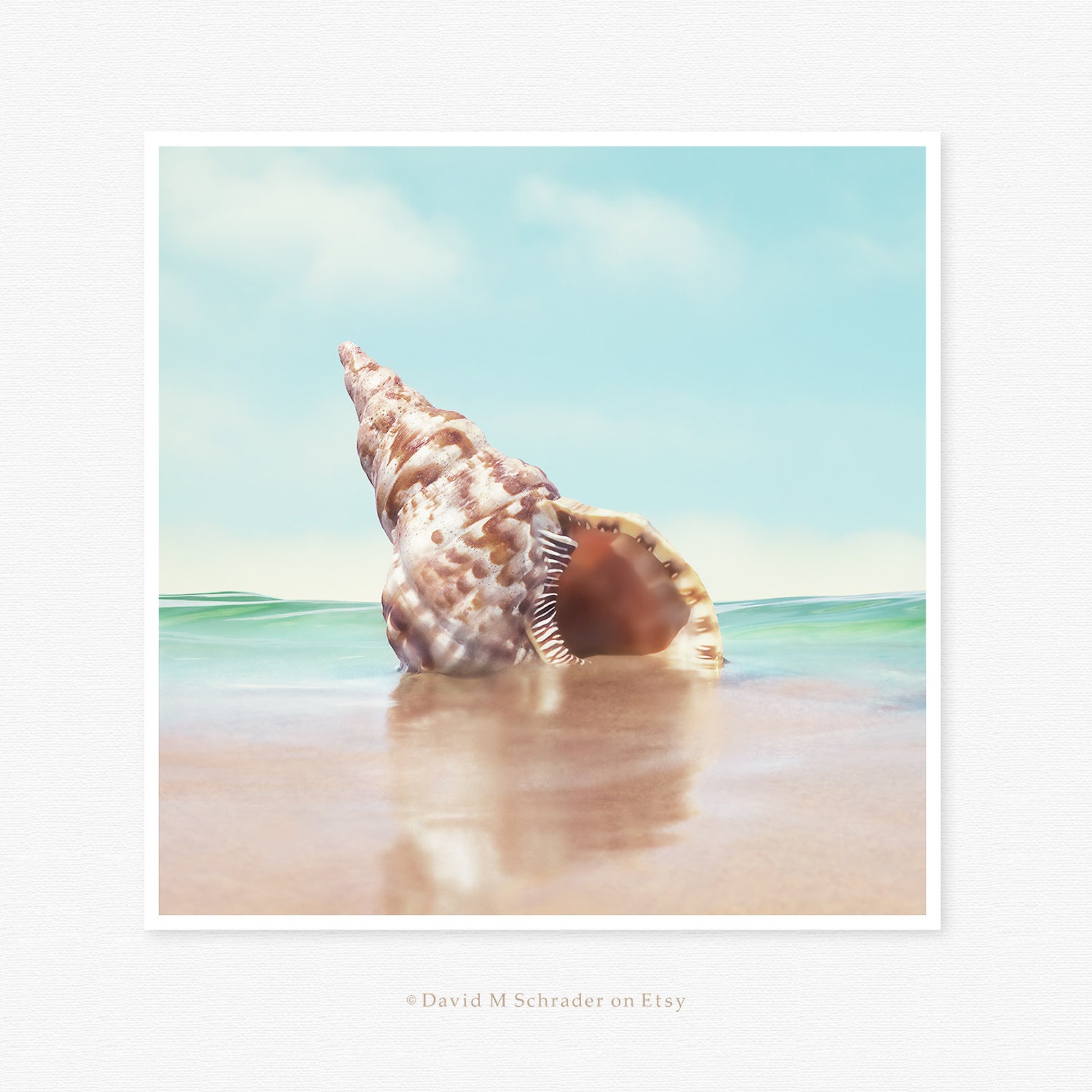 Sea Shell Print Seashell Print Shell Photography Ocean Wall - Etsy