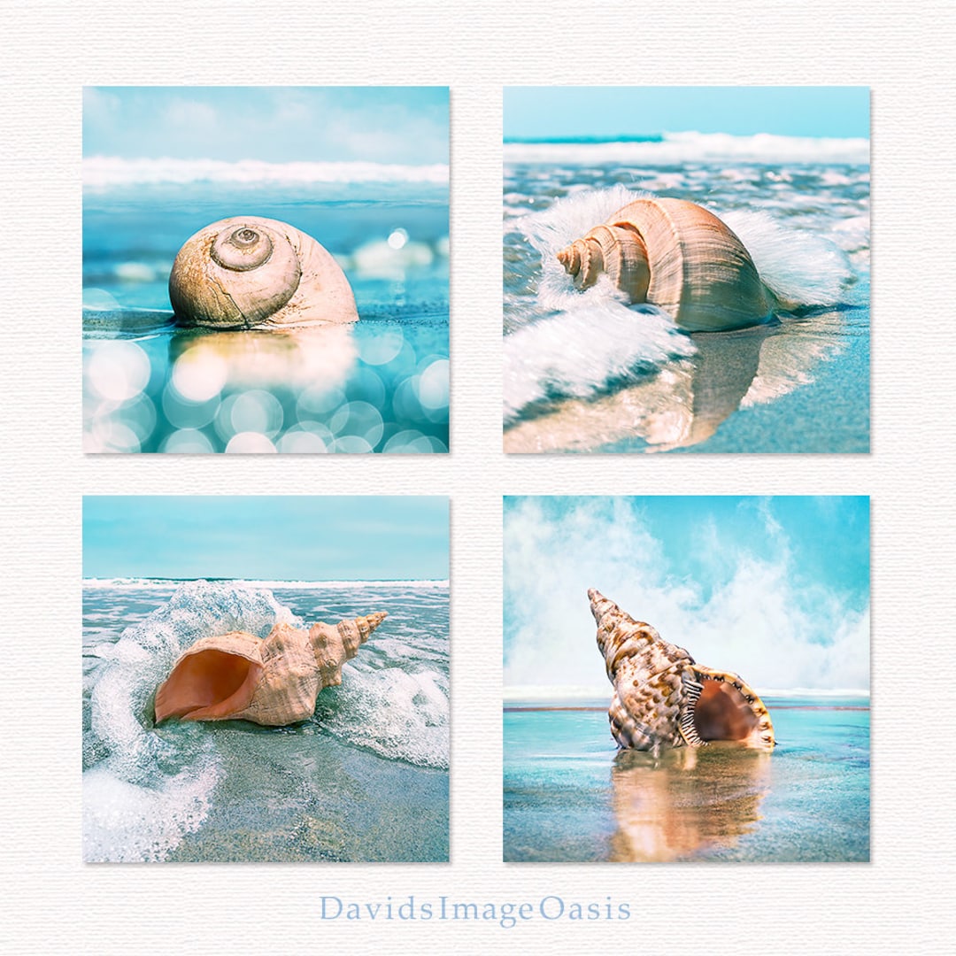 Seashell Print Set, Seashell Photo, Seashell Photography, Seashell ...