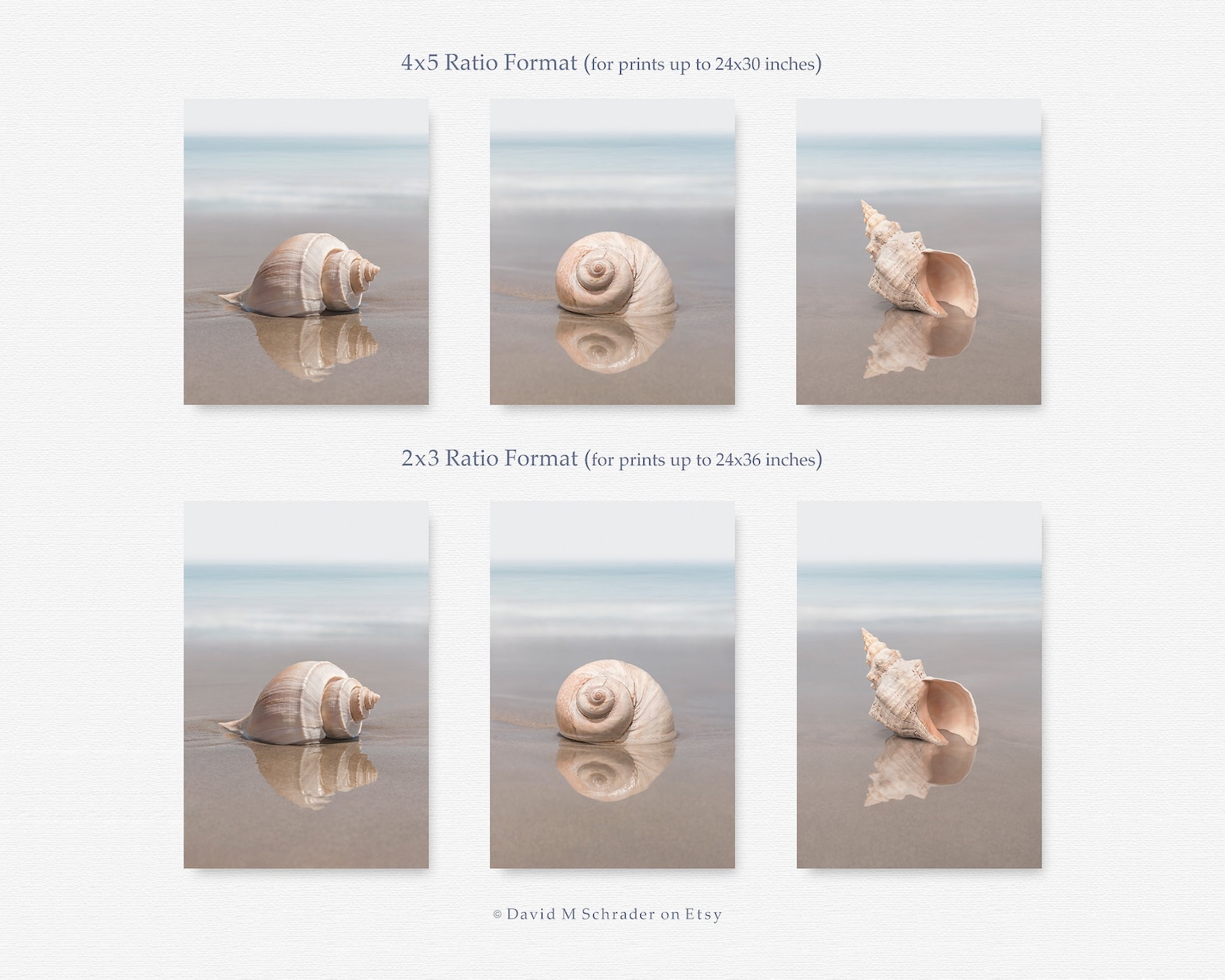 Set of 3 Shell Prints Shell Print Set Seashell Print Set - Etsy