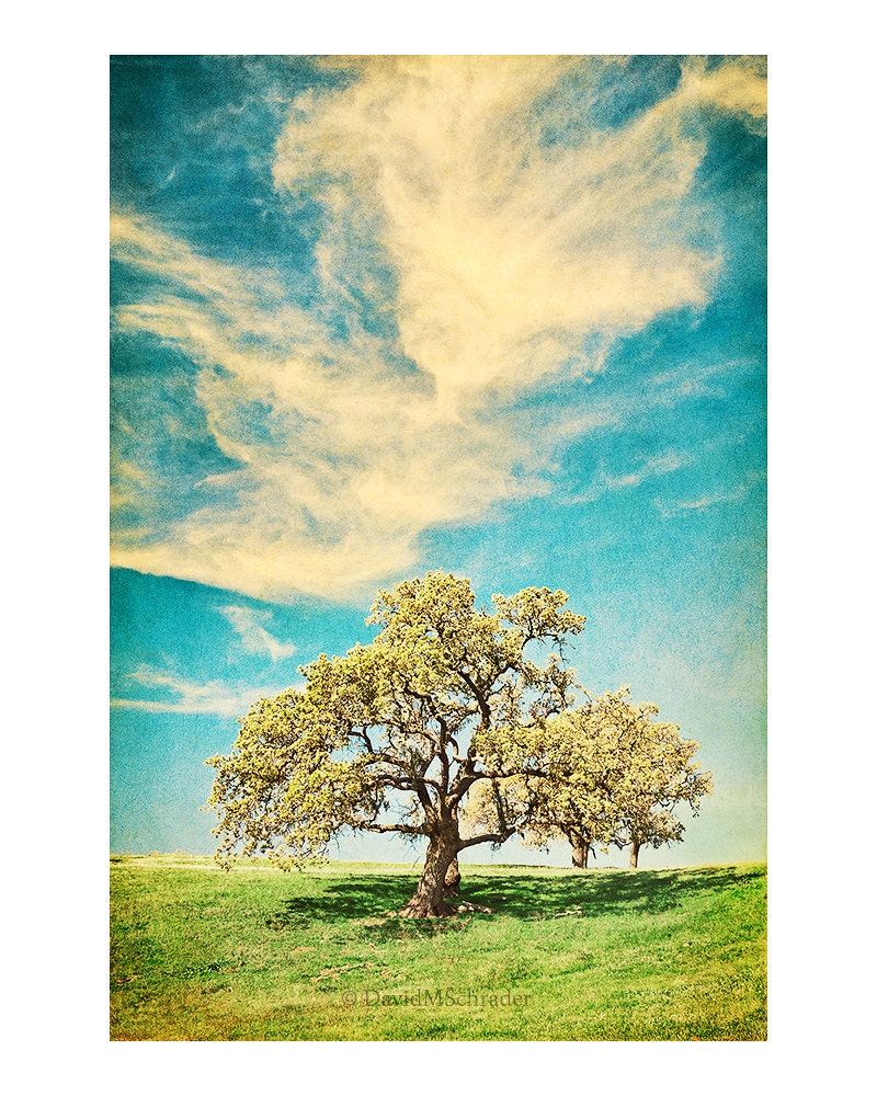 Oak Tree Photo, Oak Tree Photograph, Oak Tree Print, Vintage Oak Tree ...