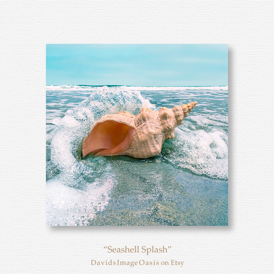 Conch Shell, Seashells, Seashell, Sea Shells, Sea Shell, Sea Shells ...