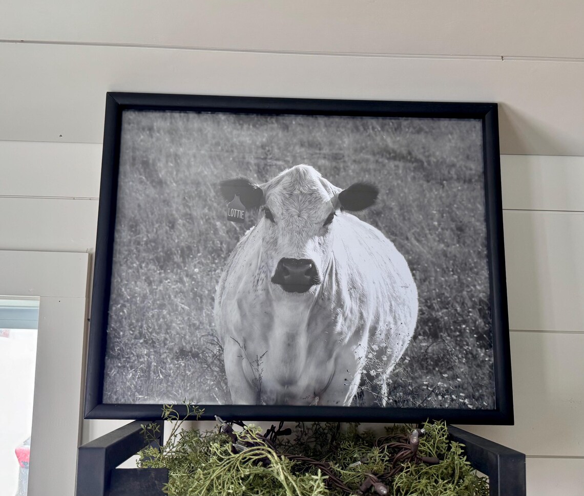 Black and White Cow Photo Prints, British White Cow, BW and Color - Etsy