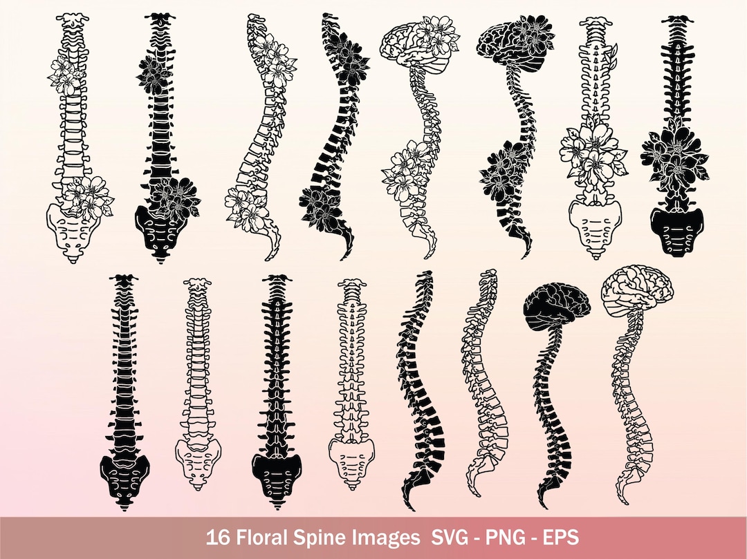 Floral Spine SVG Bundle| 16 Anatomical Clipart PNG, EPS | Skeleton ...