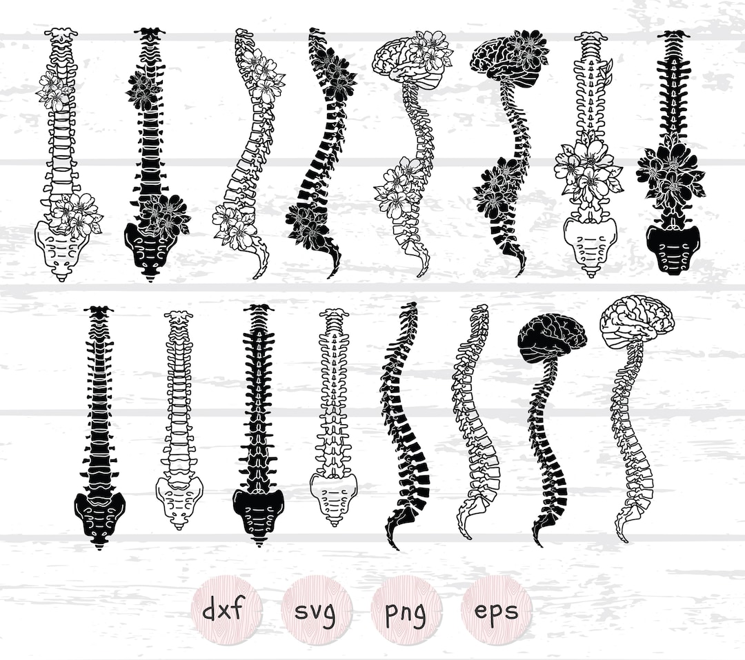 Floral Spine SVG Bundle| 16 Anatomical Clipart PNG, EPS | Skeleton, Human Spine, Medical, Tattoo ...