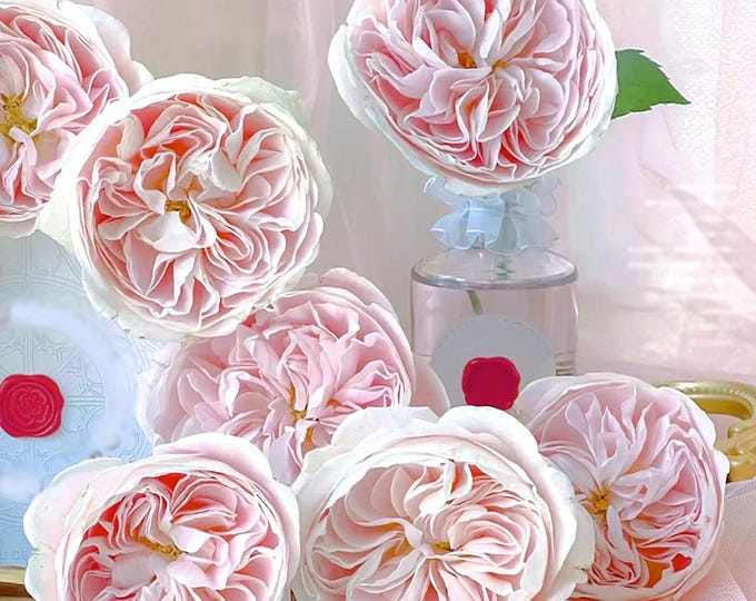 Rose Jise US Seller 霁色 1 Gallon - Etsy