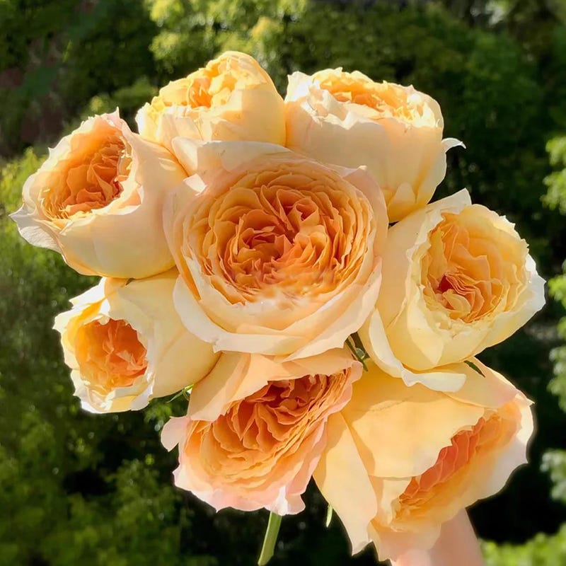 German Rose - Etsy