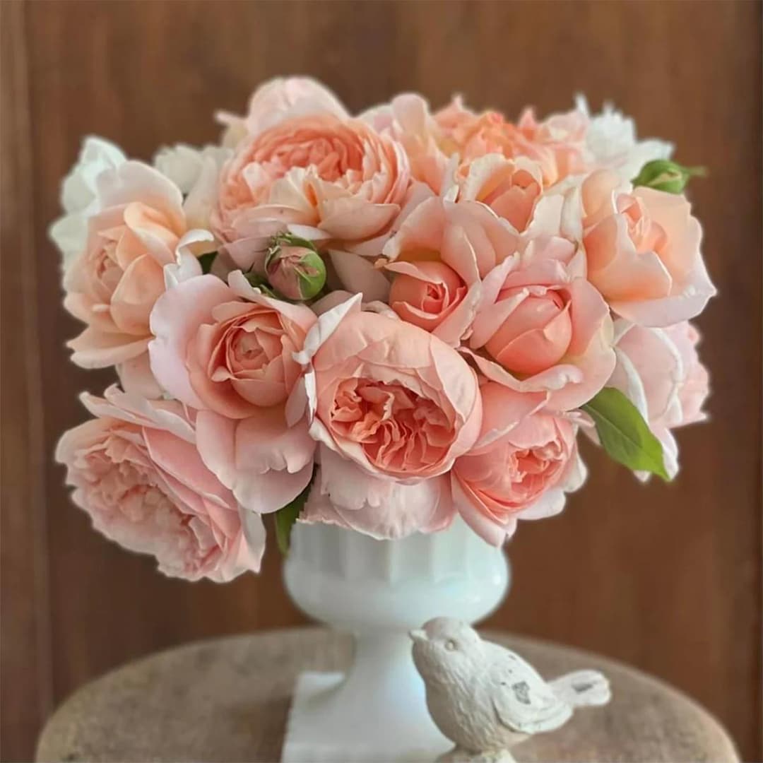 Auswonder – Fragrant Apricot English Shrub Rose (own Root) - Etsy